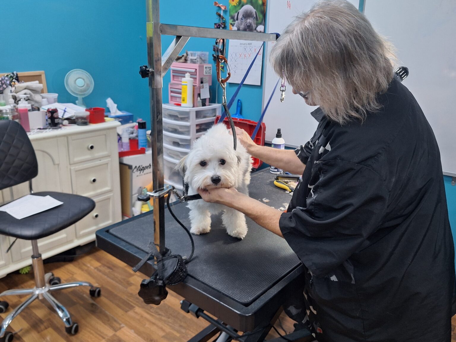 Chasing Tails Grooming is WLAFâ€™s Business of the Week - WLAF