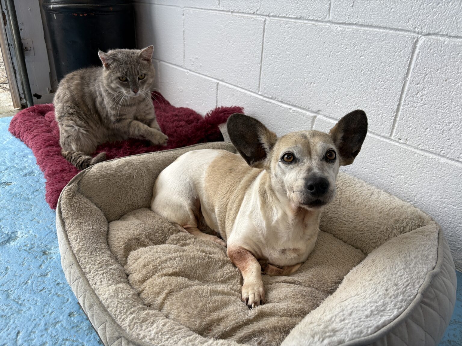 Maynard and Radar are the last of the junkyard dogs - WLAF