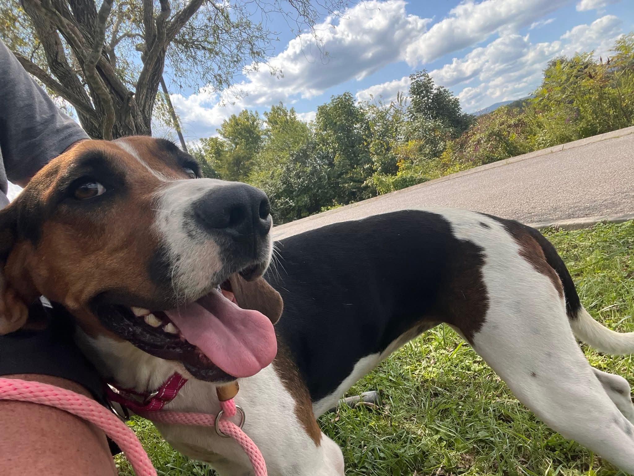 Stevie is the “Pet of the Week” – WLAF