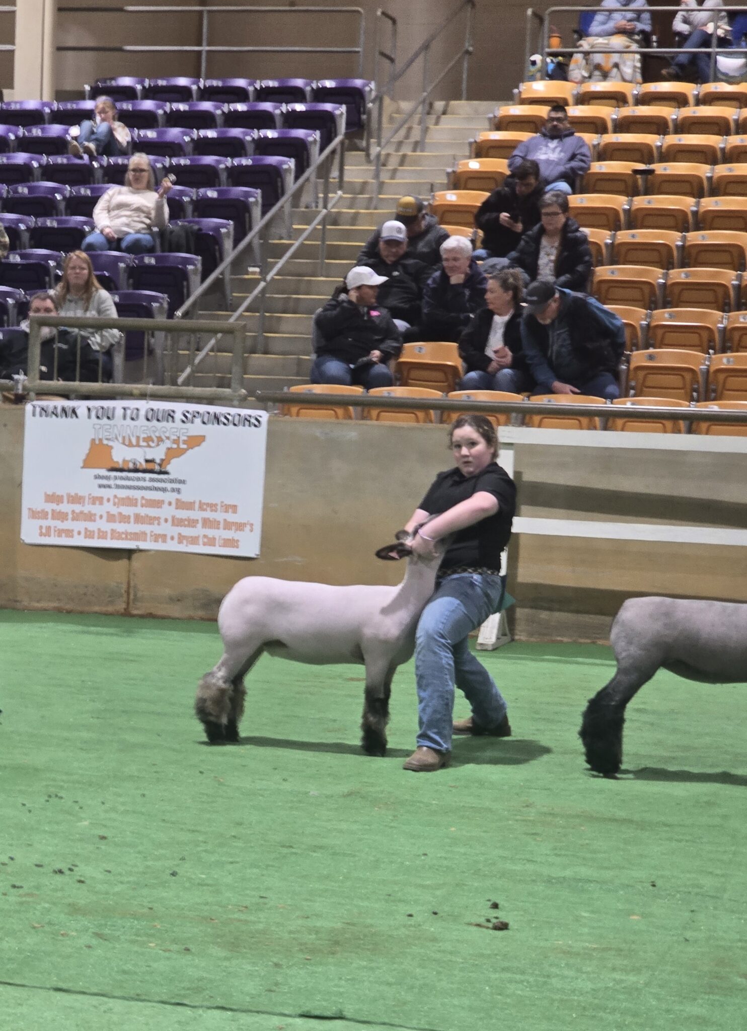 Big weekend for Campbell Countians at Sheep Expo – WLAF